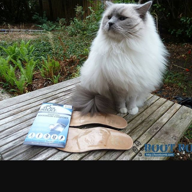 Ragdoll kitty Josephine and her papa Brian Bradshaw from Boot Bomb lov